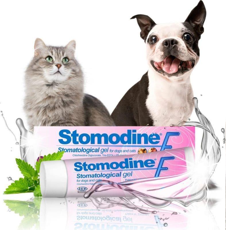 Dog toothpaste Stomodine F Dental gel for dogs and cats – ELIVERA UK